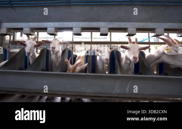 White goats being milked in a mechanized milking parlor Stock Video ...