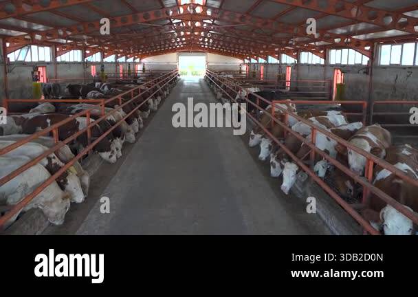 Cows inside the dairy farm building Stock Video Footage - Alamy