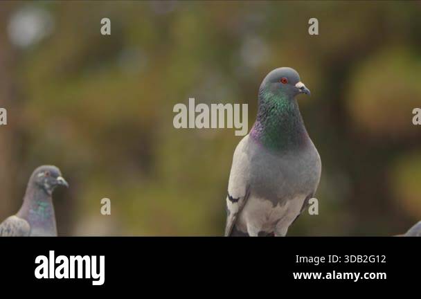 Animal Bird Pigeons on the Roof Stock Video Footage - Alamy