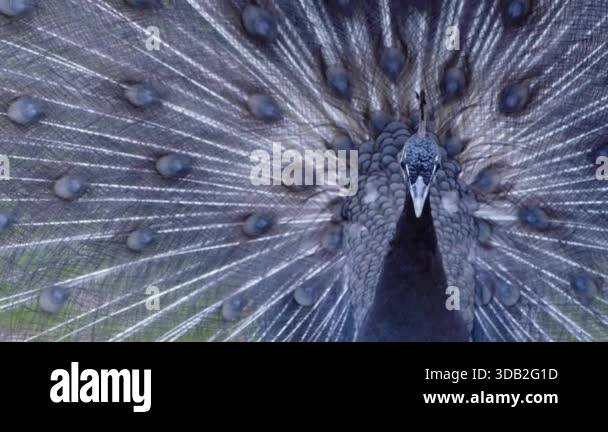 Animal Bird Peacock in Nature Stock Video Footage - Alamy