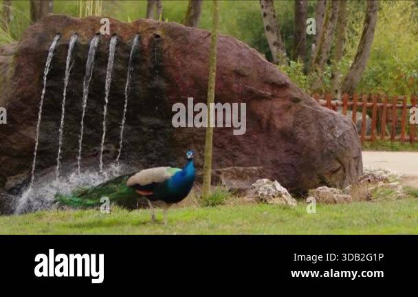 Animal Bird Peacock in Nature Stock Video Footage - Alamy
