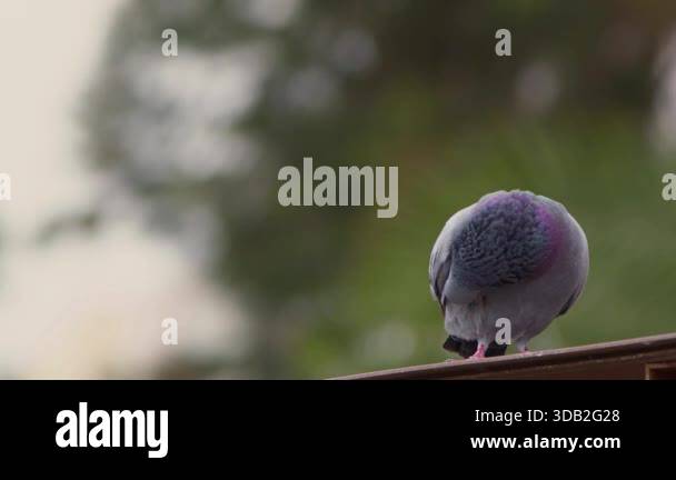 Animal Bird Pigeons on the Roof Stock Video Footage - Alamy