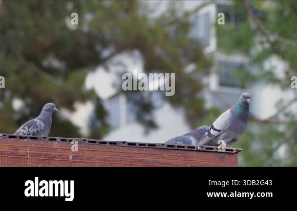 Animal Bird Pigeons on the Roof Stock Video Footage - Alamy