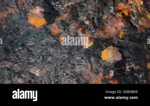 Autumn leaves drift on river Stock Videos & Footage - HD and 4K Video ...