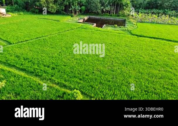 Aerial view of green paddy fields beside a reflective pond at ...
