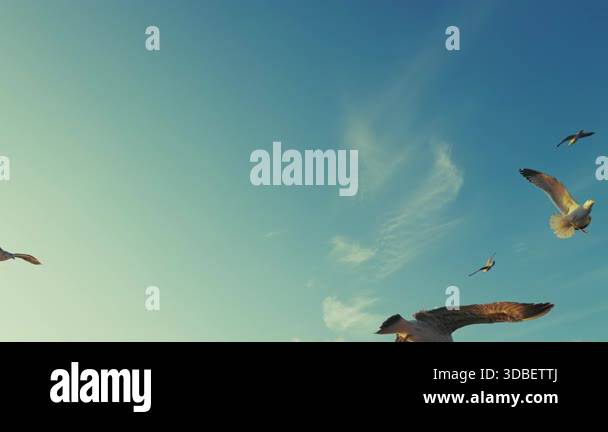 Animal Bird Seagulls Flying on Sky In The Afternoon Stock Video Footage ...