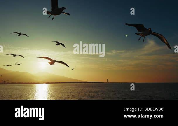 Animal Bird Seagulls Flying on Sky In The Afternoon Stock Video Footage ...