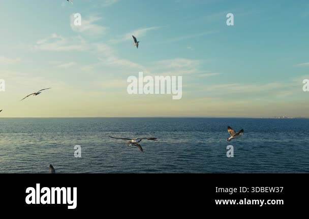 Animal Bird Seagulls Flying on Sky In The Afternoon Stock Video Footage ...
