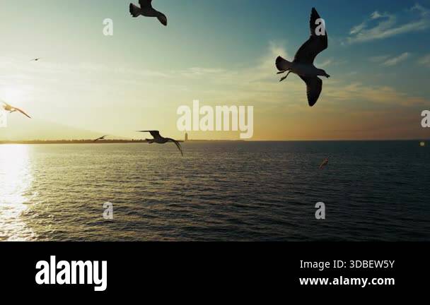 Animal Bird Seagulls Flying on Sky In The Afternoon Stock Video Footage ...