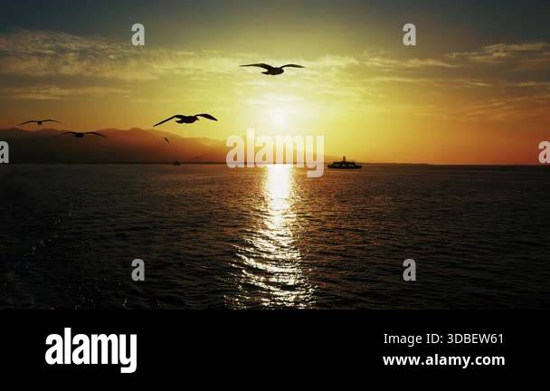 Animal Bird Seagulls Flying on Sky In The Afternoon Stock Video Footage ...