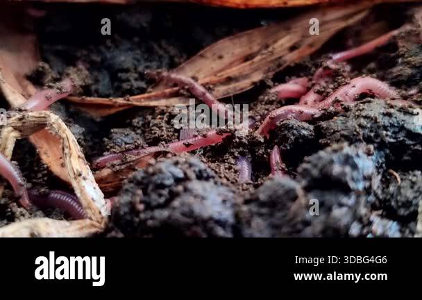 Pile earthworms in soil Stock Videos & Footage - HD and 4K Video Clips ...