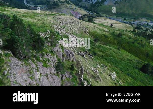 Impressive aerial shot of a large flock of sheep being herded across a ...