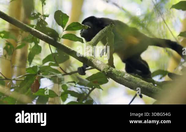 Caring mother howler monkey with a cute baby on her back climbing a ...