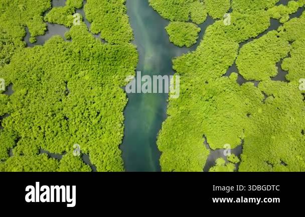 Straight river channel enclosed by mangrove canopy. Siargao ...