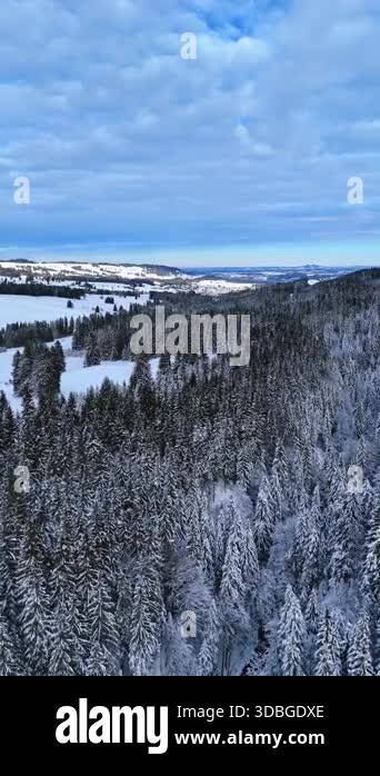 Evergreen pine tree woods covered with snow. Footage over the ...