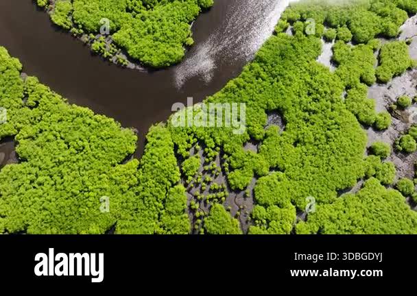 Curved water channel cutting through lush green mangrove forest in ...