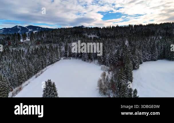 Descend above the snow-covered meadow in the pine-tree woods. Tops of ...