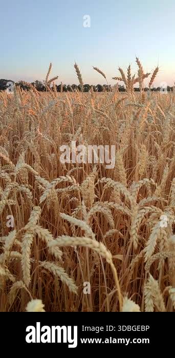 Growing wheat in field and blue sky in summer evening or morning on ...