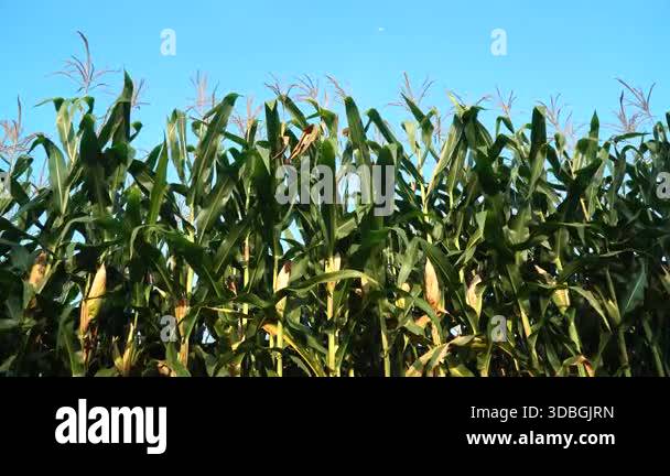 The corn plants in the corn field swayed gently in the wind. Blue sky ...