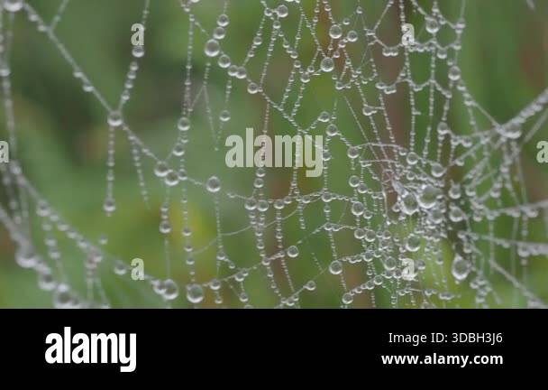 Spider web droplets soft Stock Videos & Footage - HD and 4K Video Clips ...