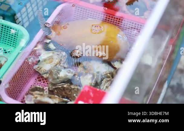 Tanks fresh fish seafood Stock Videos & Footage - HD and 4K Video Clips ...