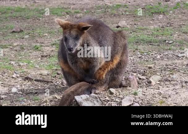Wallaby rocks Stock Videos & Footage - HD and 4K Video Clips - Alamy
