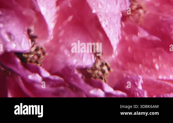 Liquid petals. Bloom flower. Defocused red pink color rose water ...