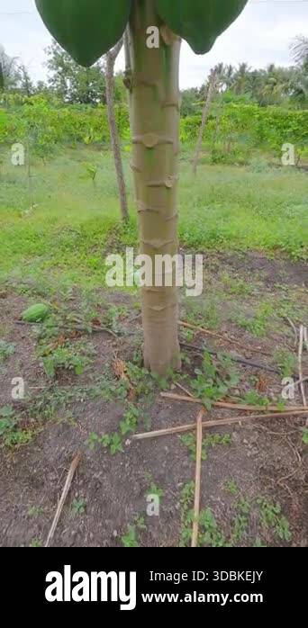 Vibrant green papayas hang in a dense cluster on a sturdy trunk ...