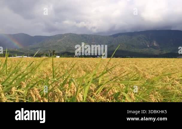 The oscillating waves of golden rice are blown by strong wind. Charming ...