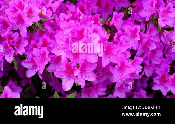 A vibrant close-up background featuring a dense cluster of blooming ...