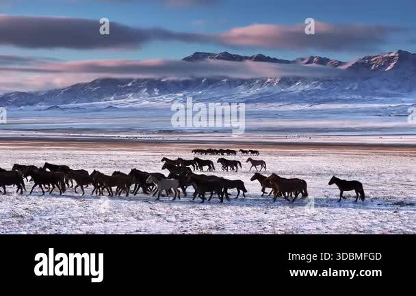 Wild horse herd galloping across pristine snowy plain, majestic ...