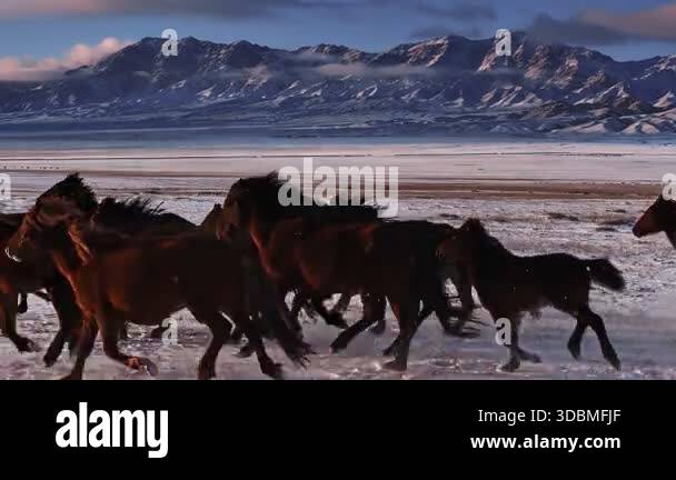 Wild horses galloping across snowy field, mountain range silhouetted ...