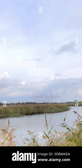 Large group of birds flying above river under soft cloudy sky. Natural ...