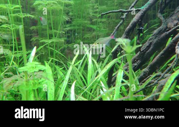 Freshwater fish navigate a verdant aquatic environment filled with lush ...