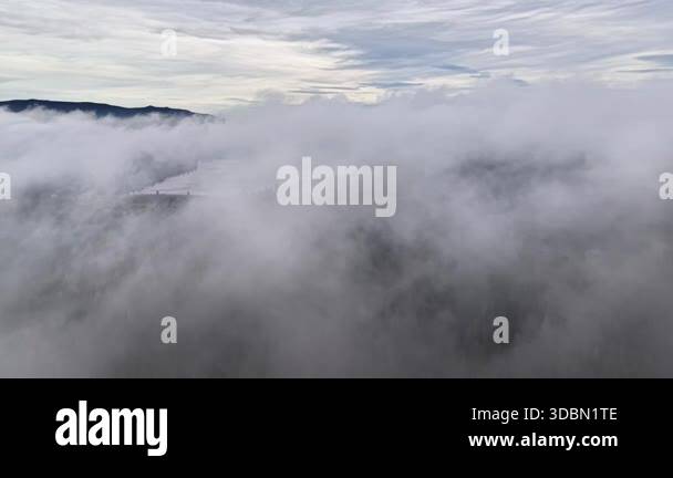 dense fog rolling over pine canopy with soft white clouds spilling ...