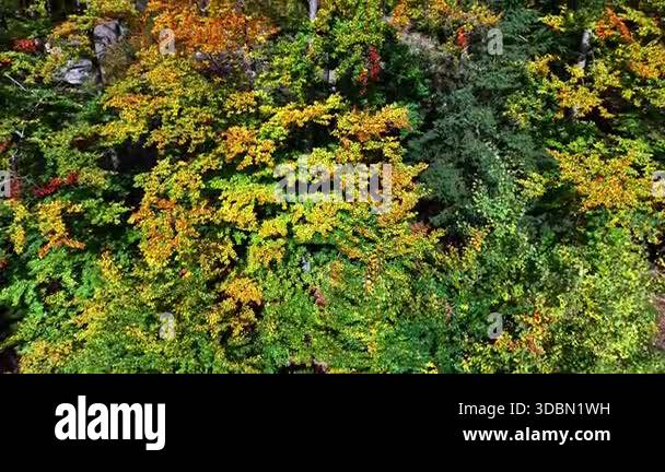 vibrant autumn understory full of mixed shrubs and leaves, yellow and ...