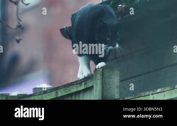 Cat hunter walking along fence under rain stalking prey. Feline ...