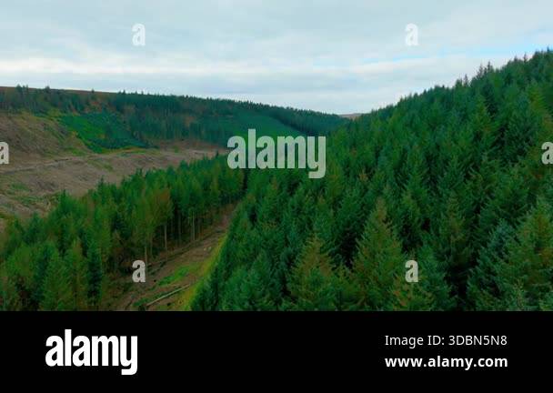 Lush mountain coniferous forest covering steep slopes with distant ...