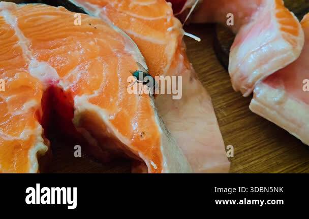 Fly crawling on fresh salmon steak, acting as parasite and ...