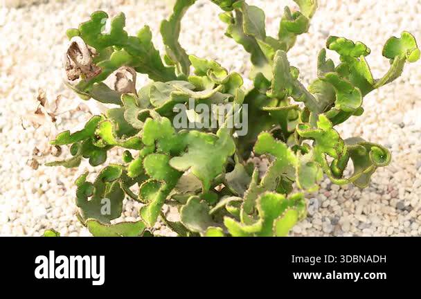 Cactus observed at Bangkok's floating market Stock Video Footage - Alamy