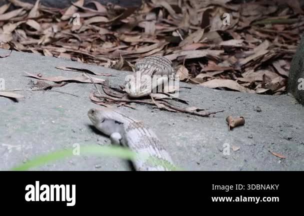 Snake hunting a mouse Stock Videos & Footage - HD and 4K Video Clips ...