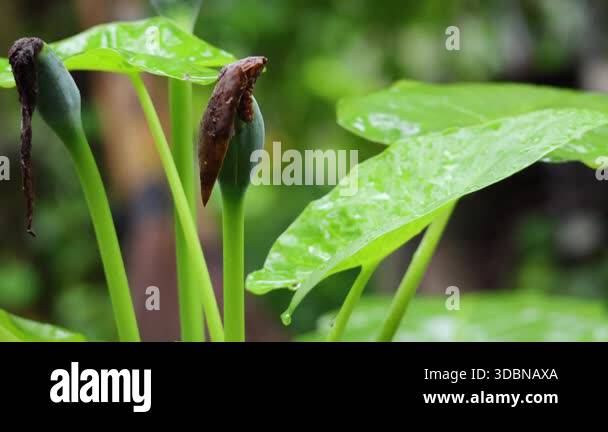 Time-lapse of elephant ear plant growth Stock Video Footage - Alamy