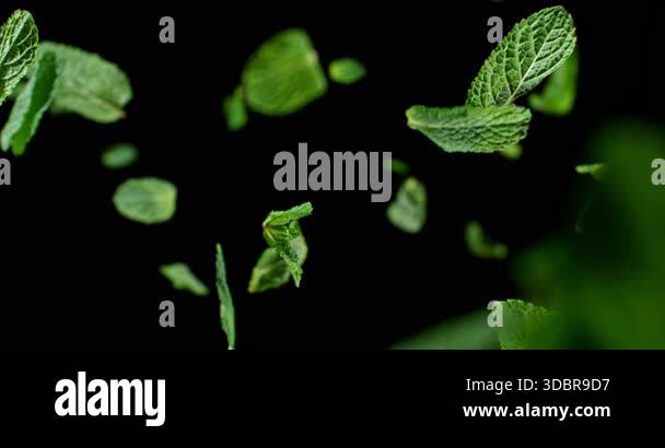 Fresh mint leaves descending in ultra slow motion at 1000 fps. Crisp ...
