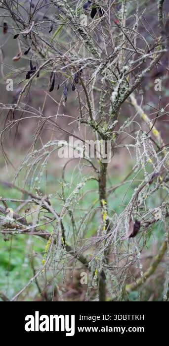 Moss Covered Leafless Tree Branches In Field, CloseUp Of Lichen Draped ...