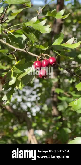Wild hawthorn, red berries close-up. Hawthorn with red fruit, Crataegus ...