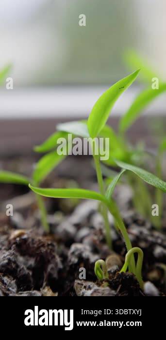 Seedlings Grow In Sunlight, Tender Shoots Emerge From Moist Earth ...