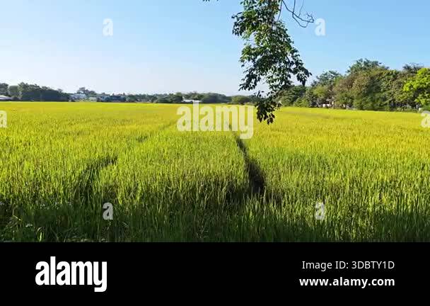 Ripe paddy rice field in Thailand Stock Video Footage - Alamy