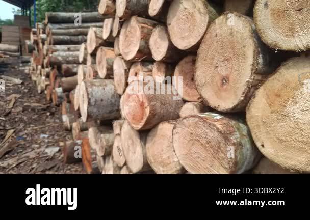 A striking close up view of stacked timber logs shows wood textures and ...