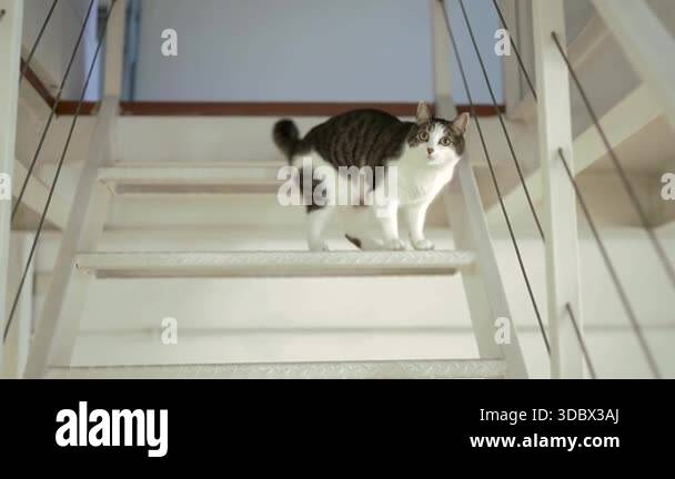 a beautiful white and gray cat spies on its owners from the stairs ...