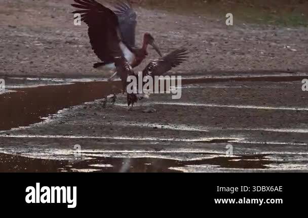 Encounter fighting Stock Videos & Footage - HD and 4K Video Clips - Alamy